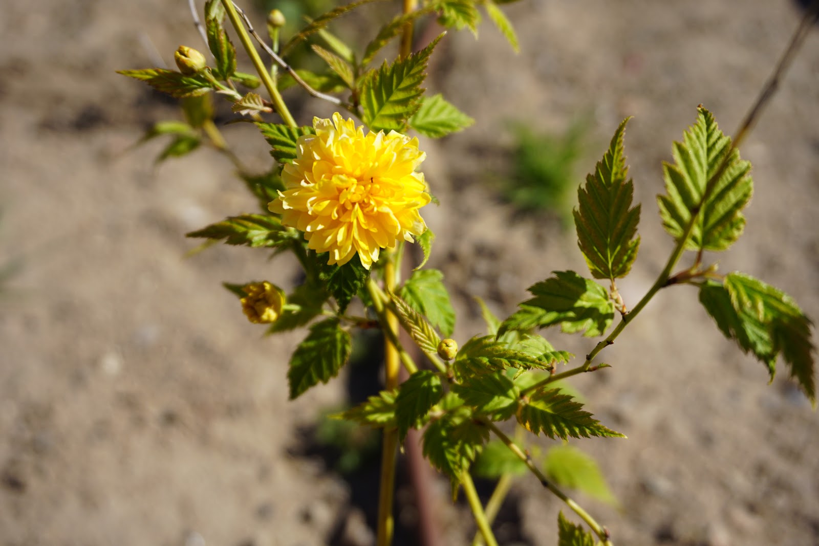Plantas de Huerta Otea, Salamanca: Kerria (Kerria japonica)