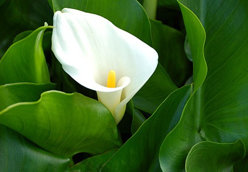 BAYINDIR BOTANİK: Kalla ( Calla palustris )