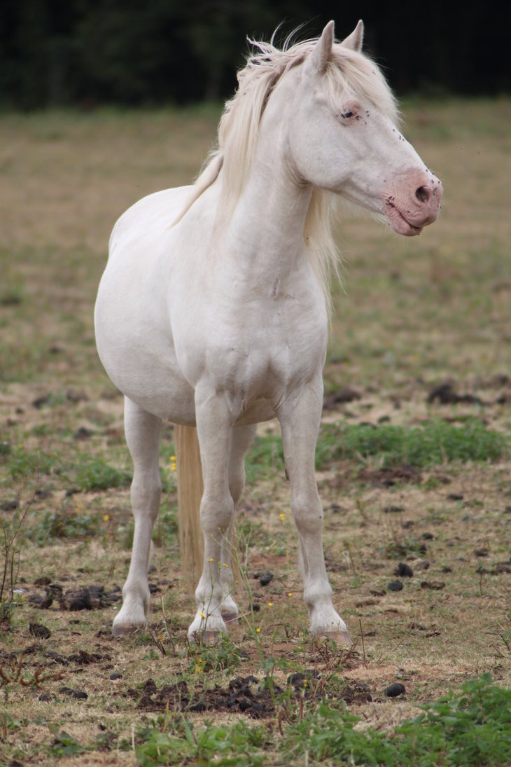 A-Z List of 125 Rare Albino Animals [Pics] - Our World Stuff