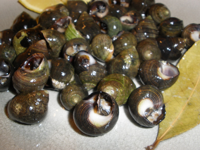 Mi bloguico de Cocina: Bígaros Cocidos