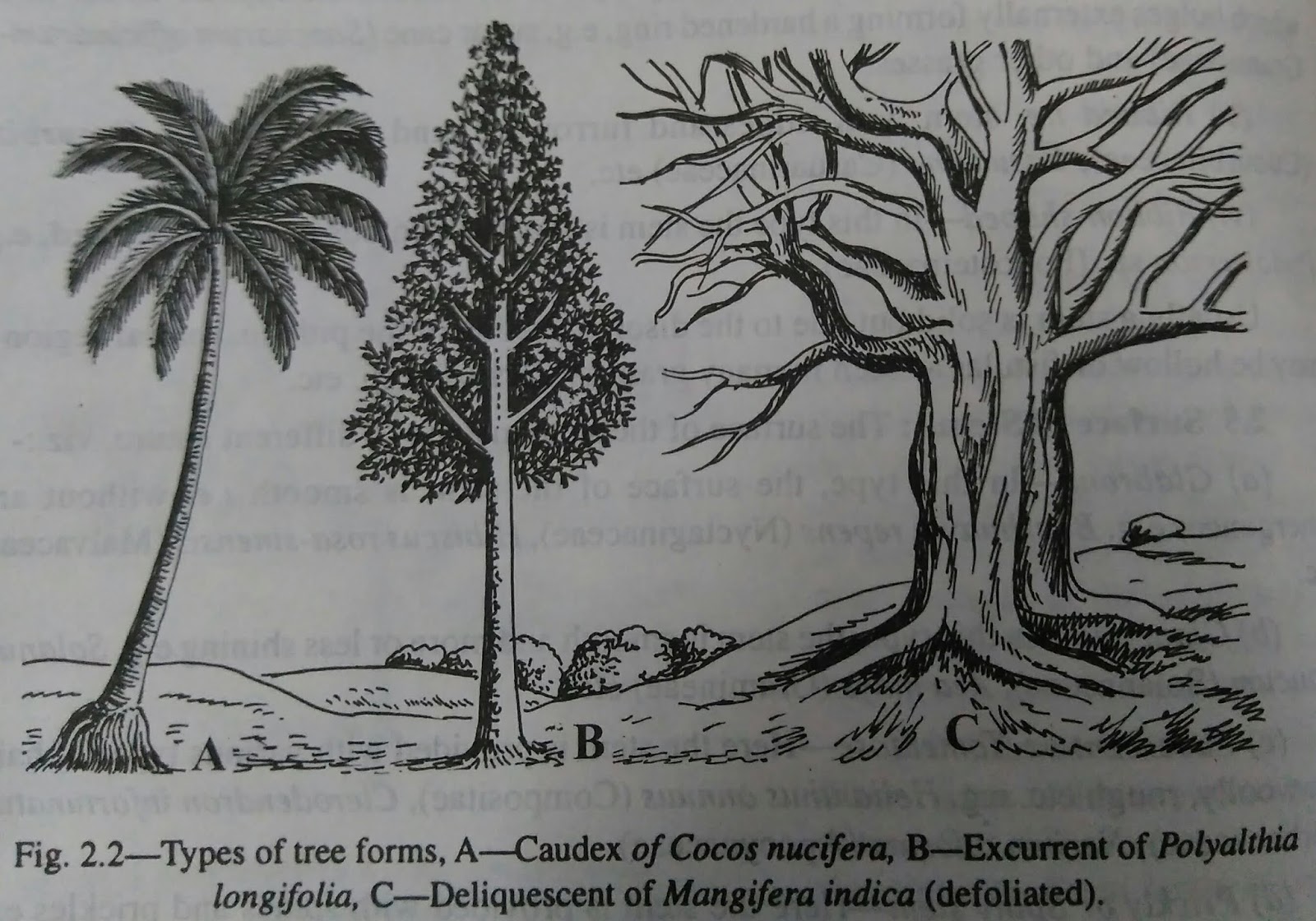 Stem: Definition, characteristics, forms and surface of stems- digieduco