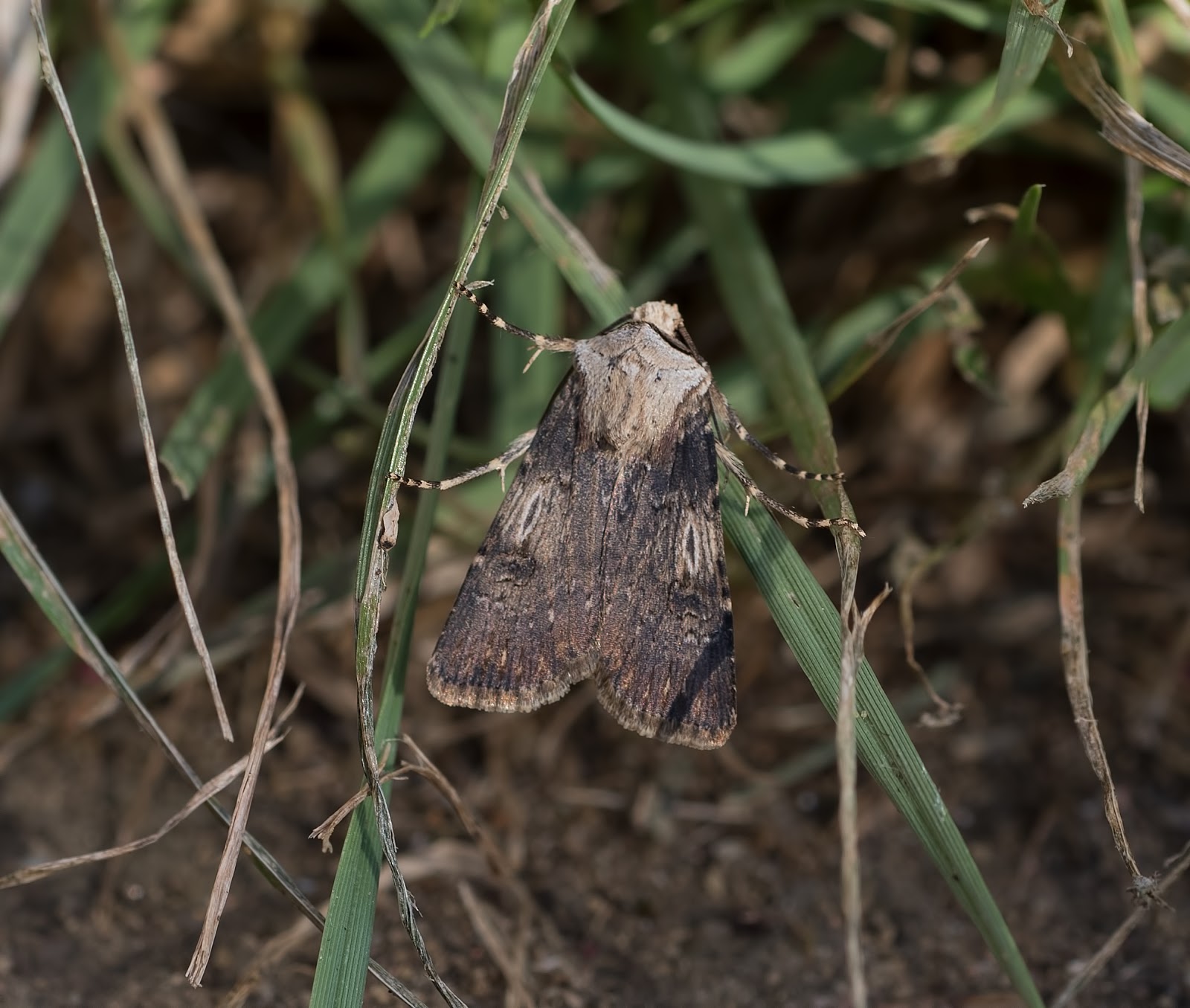 vaping mothman: FEW NEW MOTHS