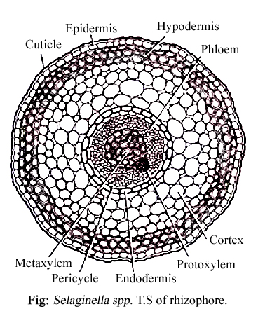 SELAGINELLA - CLASSIFICATION, STRUCTURE OF SPOROPHYTE, REPRODUCTION ...