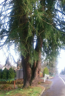 Year Two, Day 311: My Favorite Monk, Trees and Me