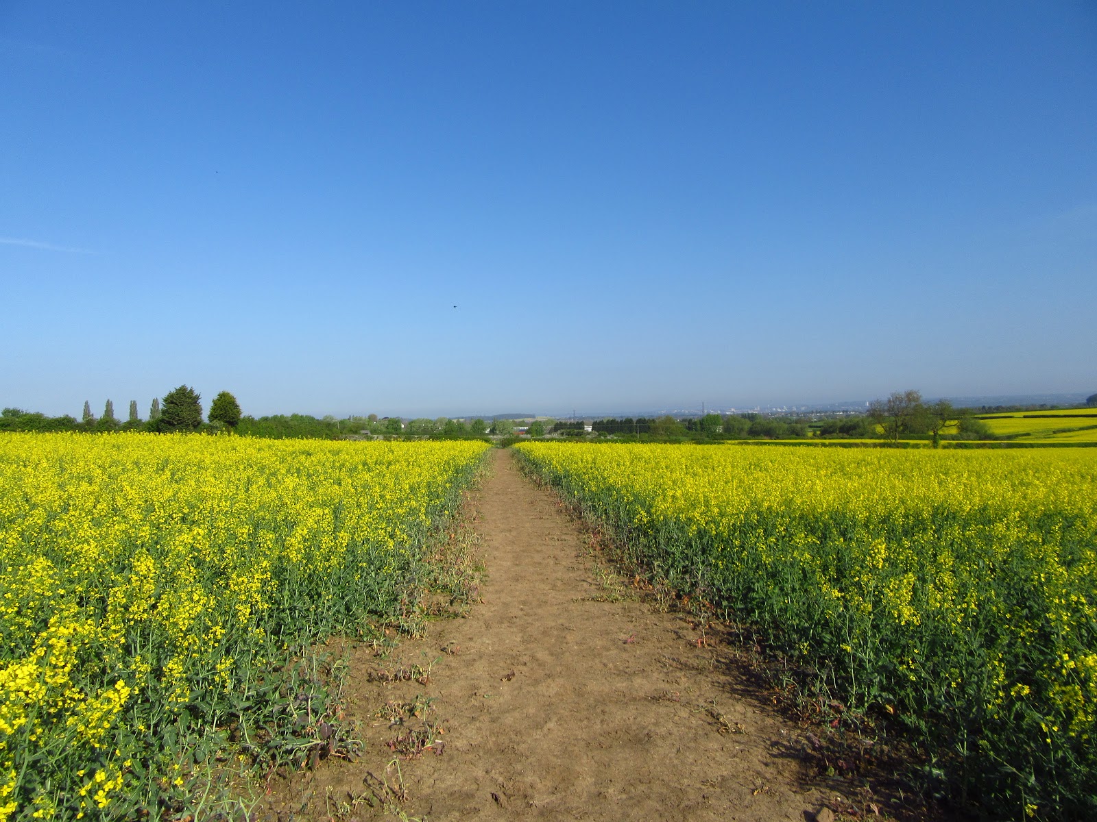 Bunny Mummy: The May Landscape