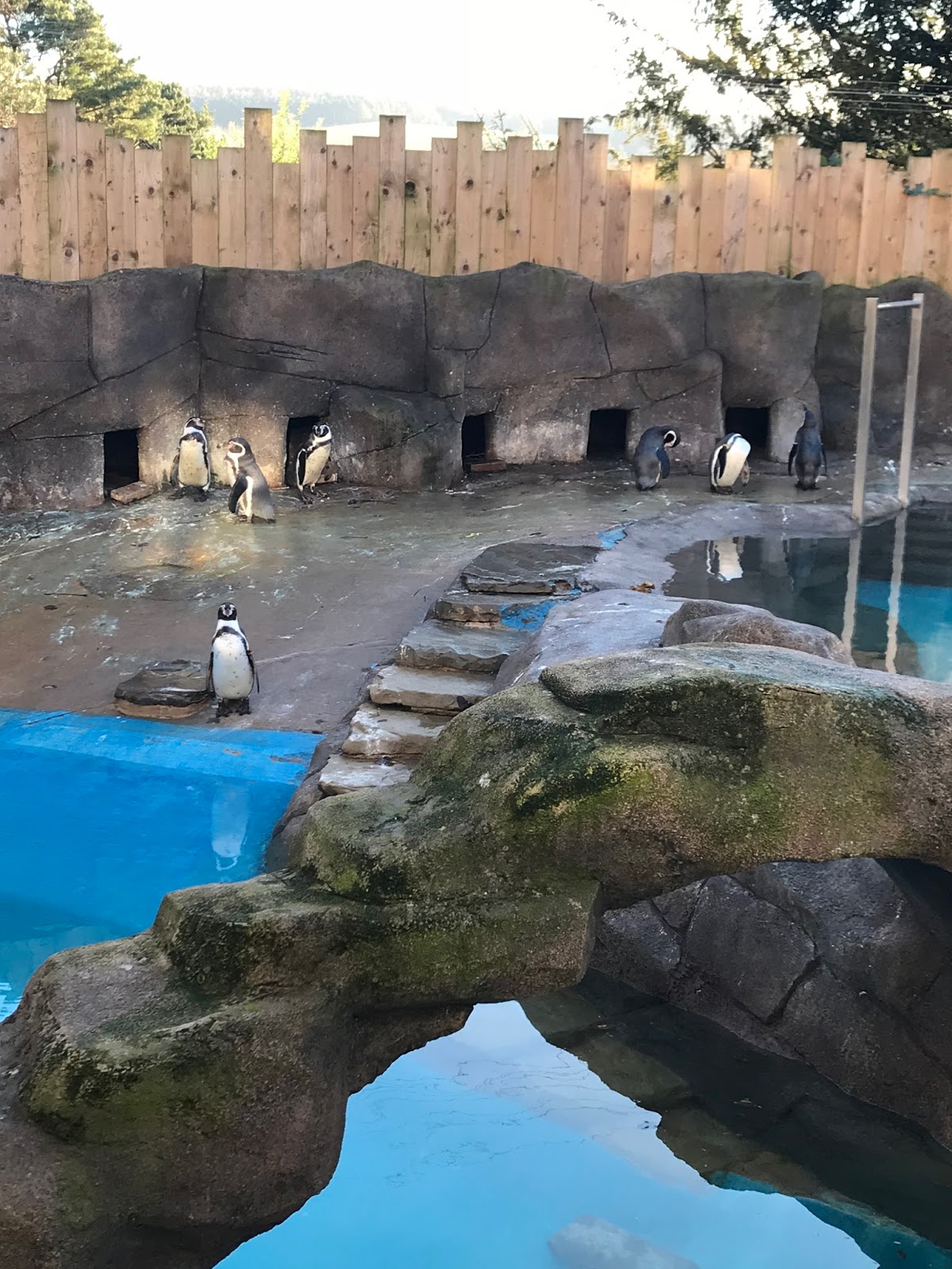 CHRISTMAS AT HAREWOOD HOUSE | Sensational Baby Boomers