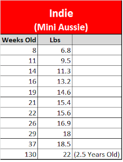 Raising a Mini Aussie: Growth Stats