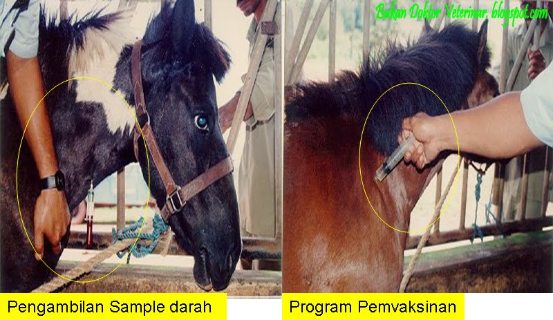 bukan doktor veterinar: Pengurusan kuda dilakukan di Stable