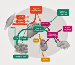 Anna´s Light: O que é cetose?