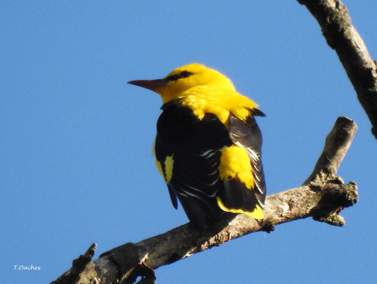 PASARI DIN ROMANIA: GRANGUR, Oriolus oriolus