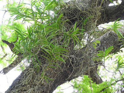 Vanda tessellata care and culture | Travaldo's blog