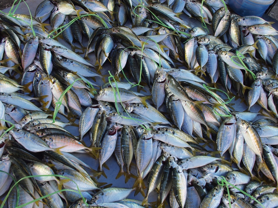 KUCHING's DAILY PHOTO .Life Style,Travel ,Food & Photography Blog ...