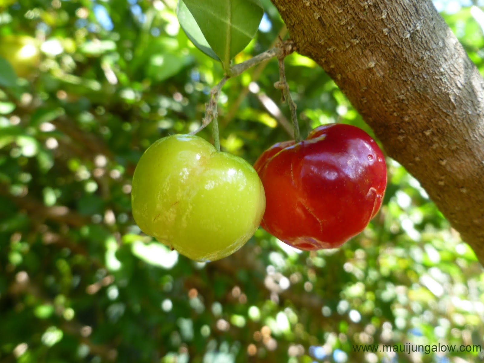 Maui Jungalow: Acerola Cherries