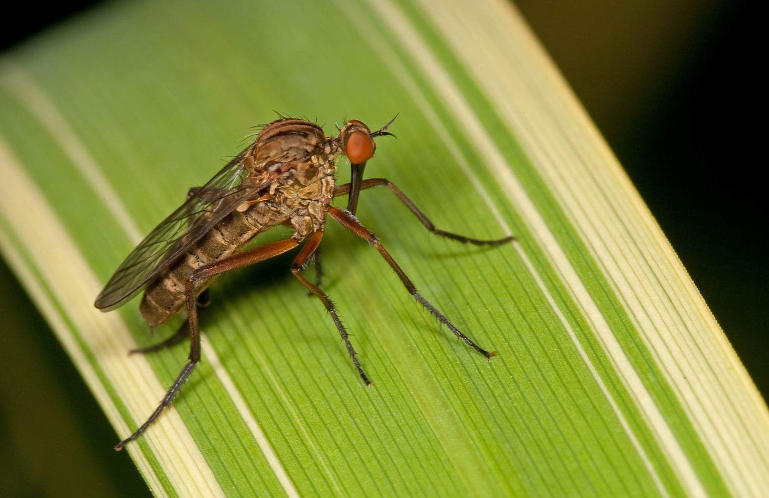 Irish Wildlife Photography: Empis livida - a dagger fly