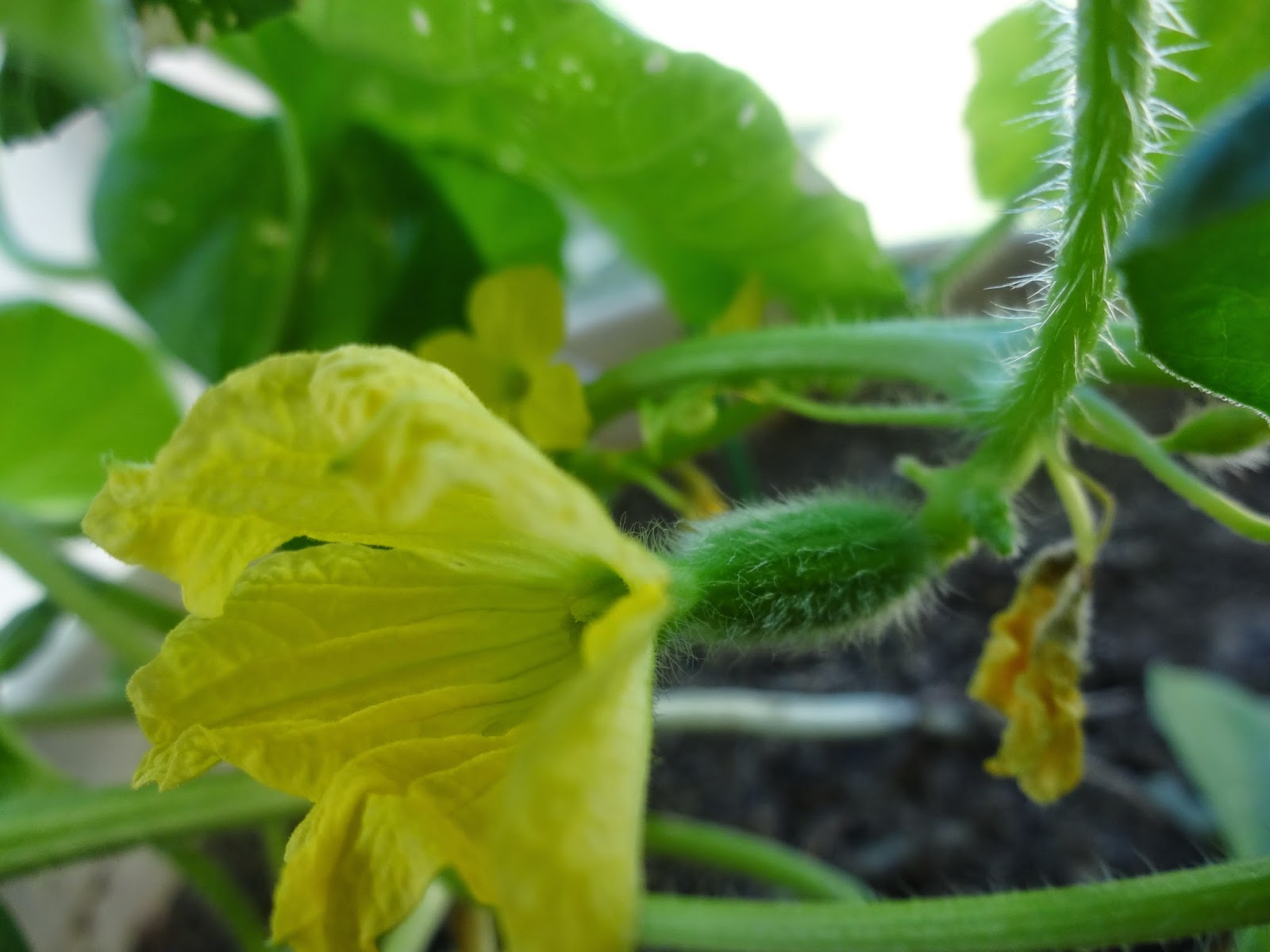 The Scientific Gardener: 2014