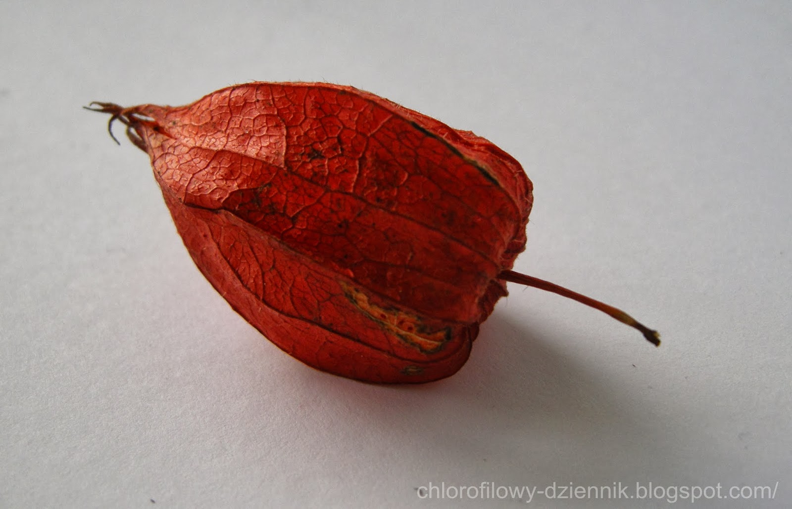 Miechunka rozdęta - owoc