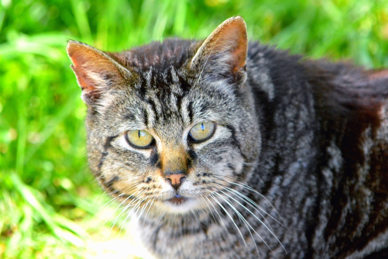 Shy Old Tom Tabby