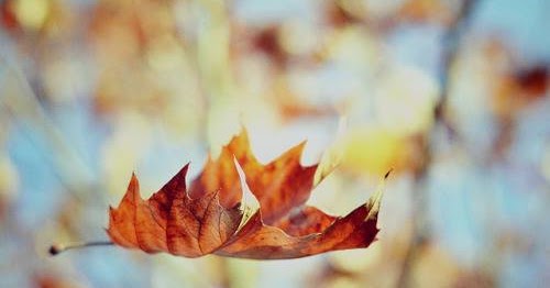 Hana Pinknerová: Padající list