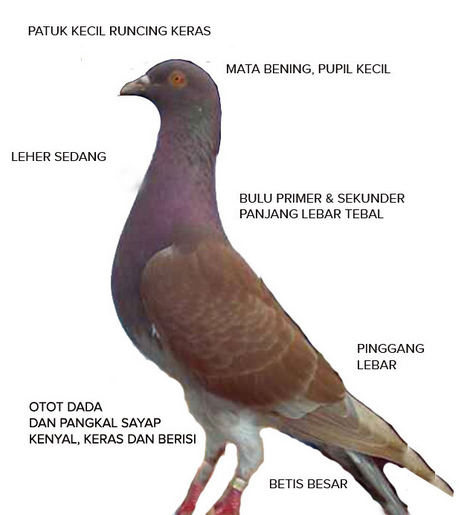 Mengetahui Ciri-Ciri Burung Merpati Yang Berkualitas Bagus | Gambar ...