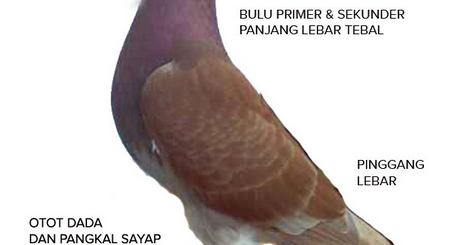 Mengetahui Ciri-Ciri Burung Merpati Yang Berkualitas Bagus | Gambar ...