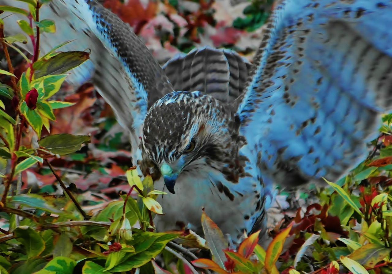 EV Grieve: Holiday Hawk