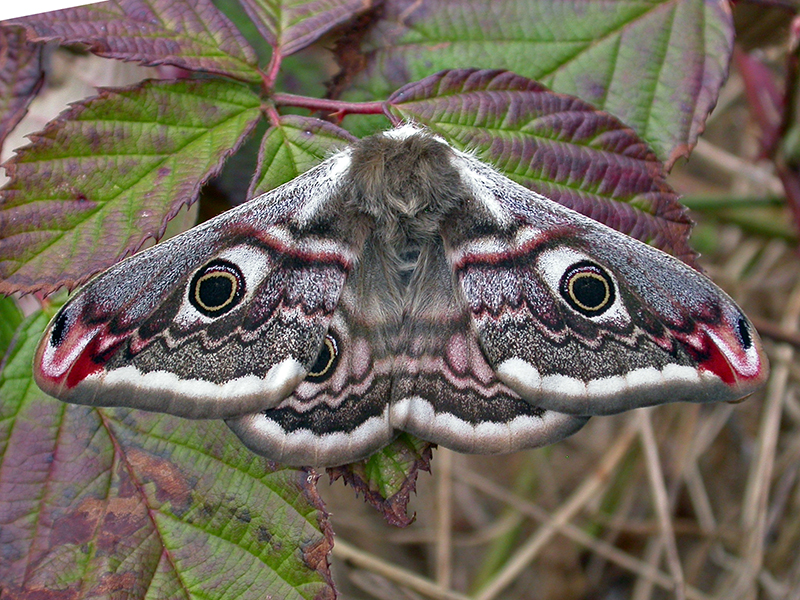 The Cymbeline Lister: Emperor Moth emergence - awesome
