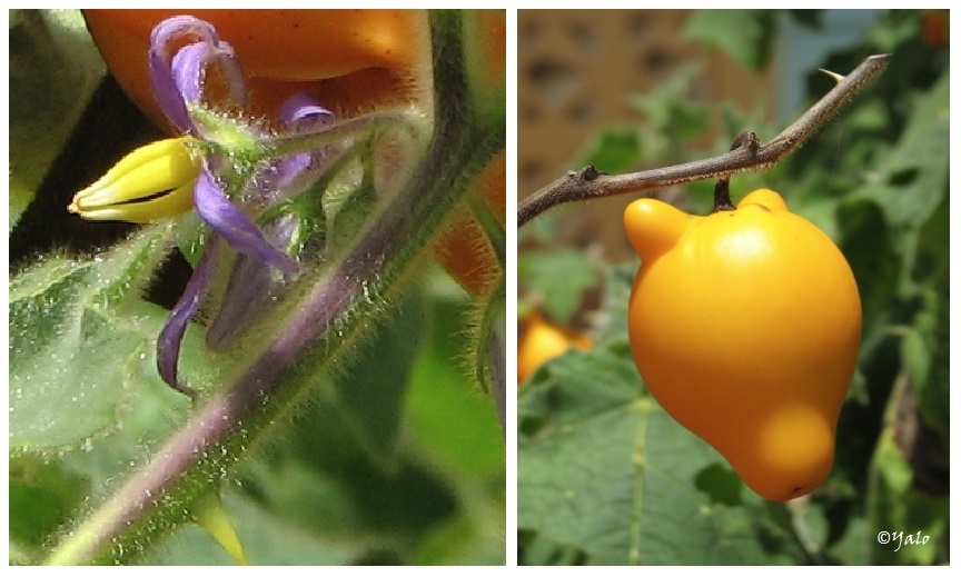 Ningún lugar está lejos... en RD: ¿Reconoces sus flores? (1)