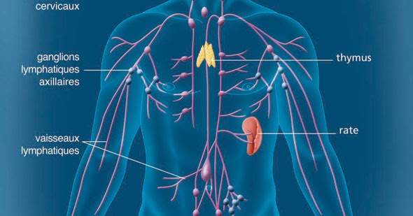 S'informer sur le lymphoedème: Qu'est-ce que la lymphe et le lymphoedème