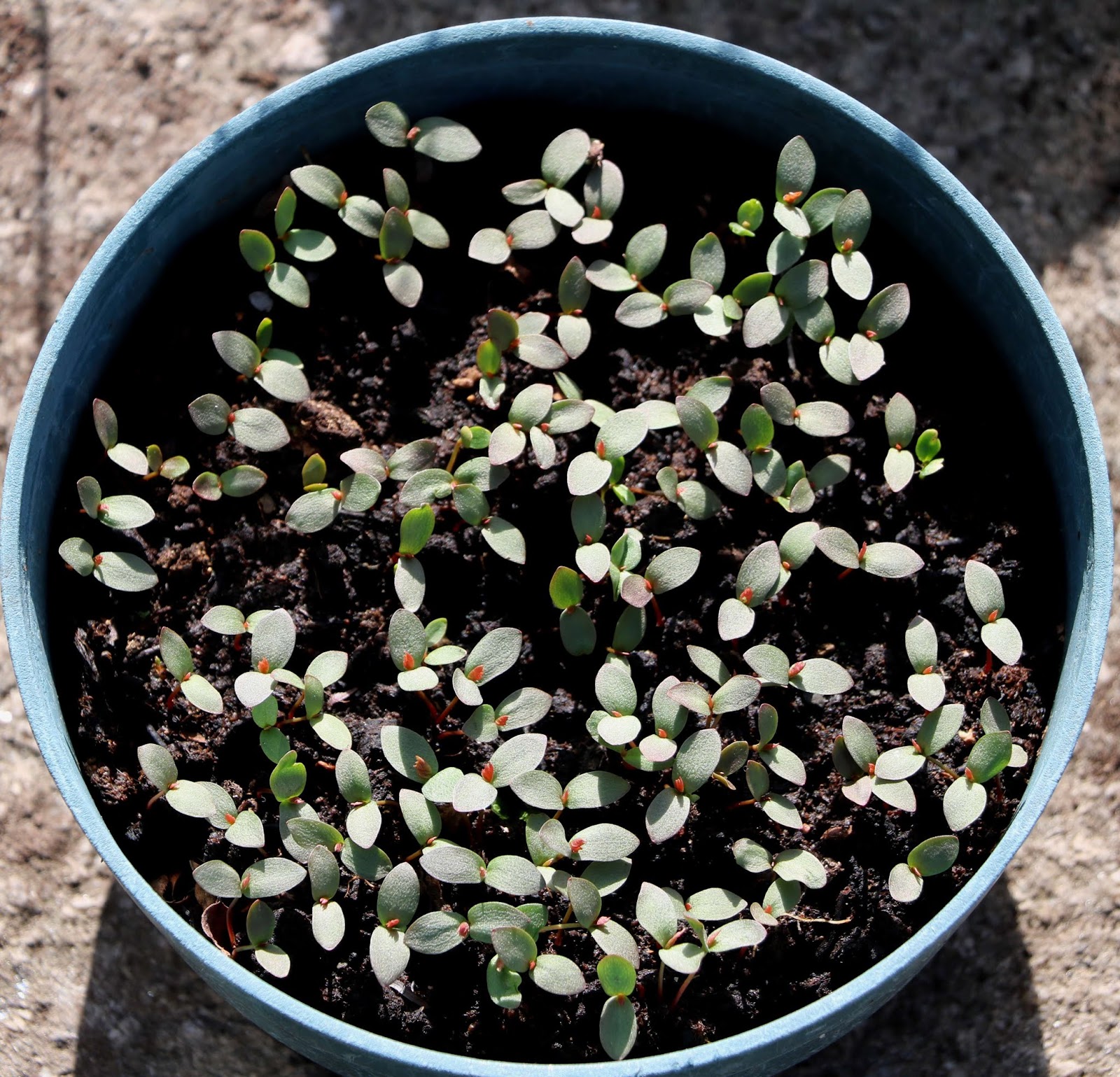 Scottish Artist and his Garden: BUSY SPRING DAYS