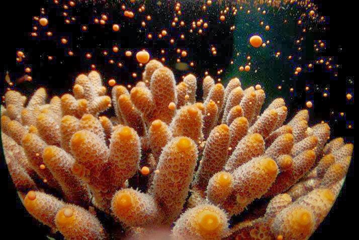Rumbo a la profundidad: Reproducción de los corales