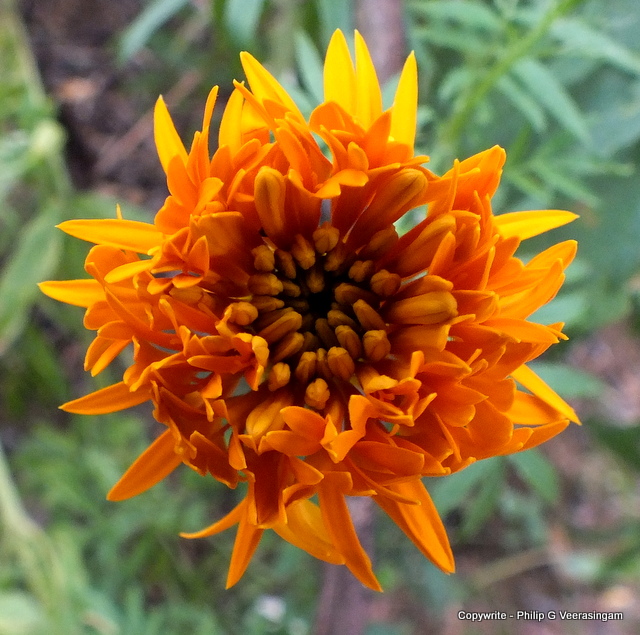 Images of Sri Lanka on blogspot.com: 'Shades of yellow' - flowers in ...