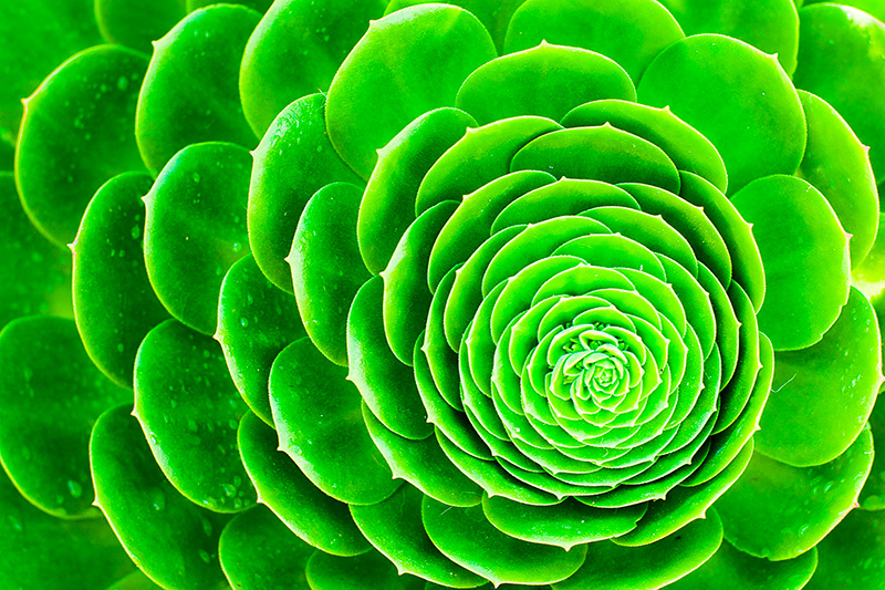 EMERALD GREEN, 2013 COLOR OF THE YEAR, IN THE GARDEN