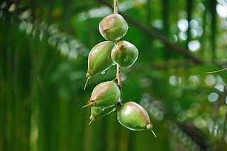 FLORA INDONESIA (Botanical Survival): Putat (Planchonia valida Bl. )