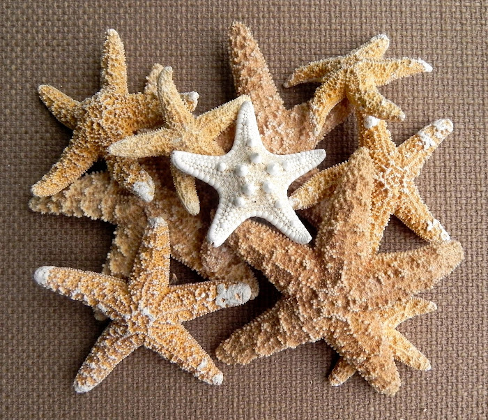 Summerland Cottage Studio: Collecting Seashells