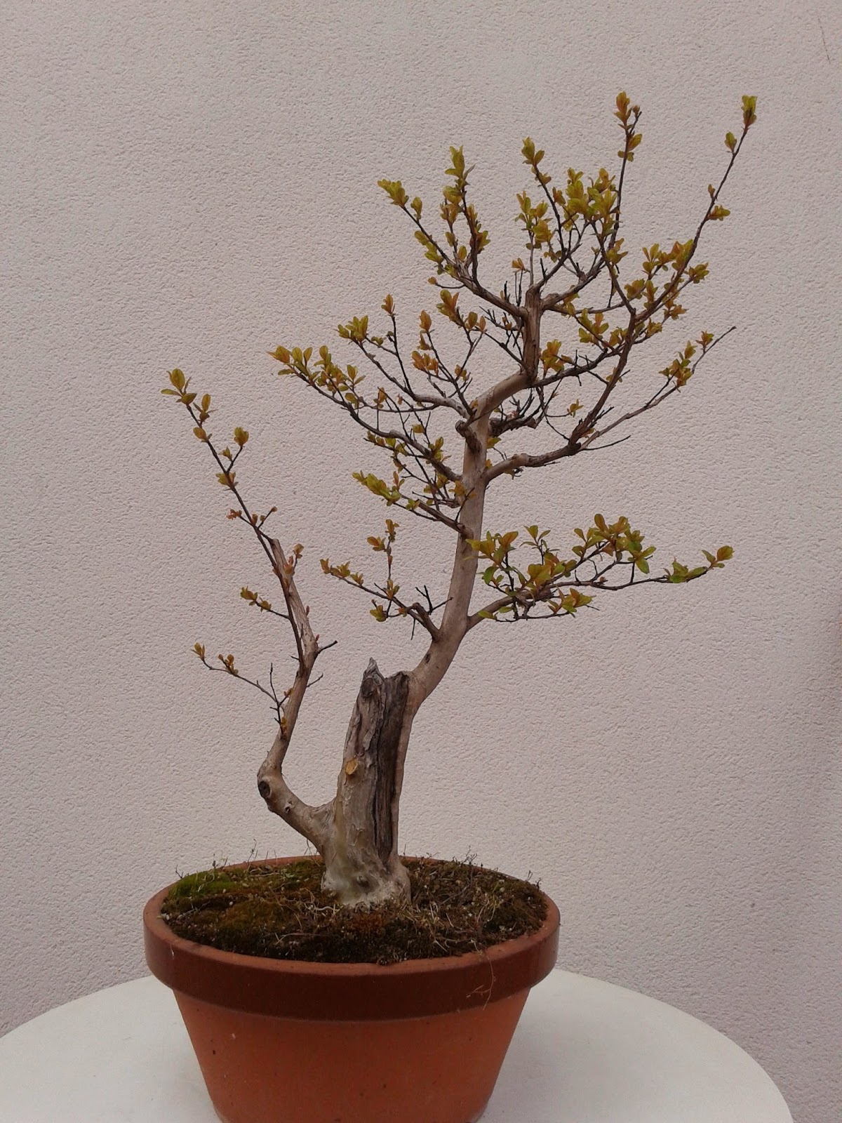 Jardin del Bonsai: Lagerstroemia indica,Arbol de jupiter