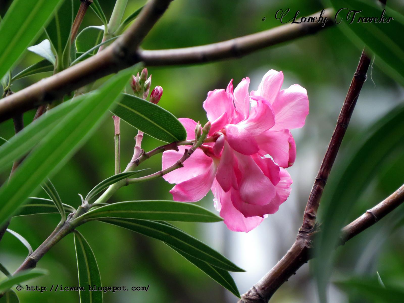 Oleander flower - Nerium oleander