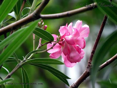 Oleander flower - Nerium oleander