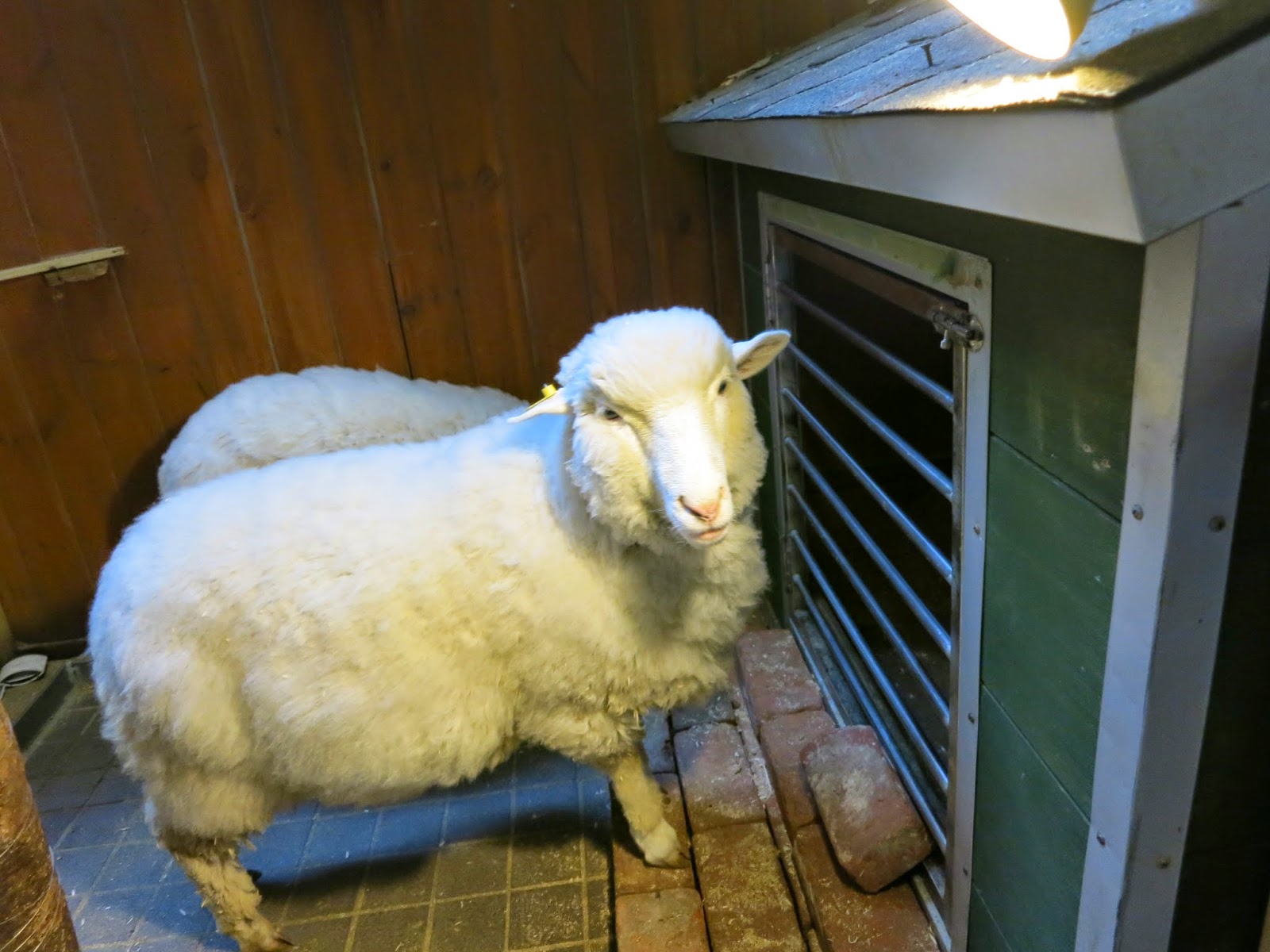 Thanks Nature Cafe (Sheep Cafe) - Hongdae, Seoul - chichicho~