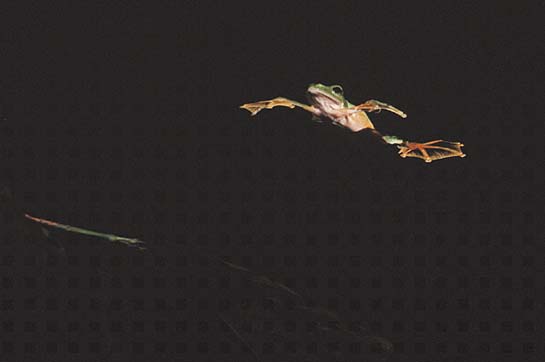 Real Monstrosities: It'a Bird! It's a Plane! It's a... Frog?