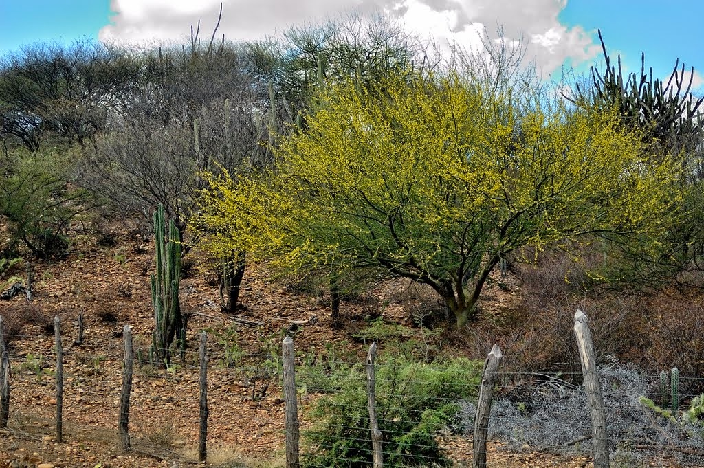 Lenin Cardozo - Entrevistas / Artículos / Videos: Parque Ecoturistico ...