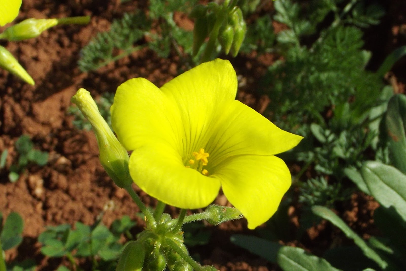 FOTOS AMORES: FLOR: ERVA AZEDA ( OXALIS PES-CAPRAE )