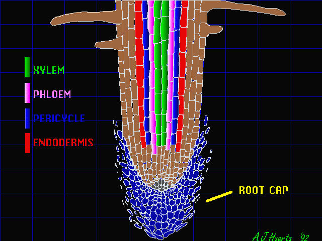 Root Array