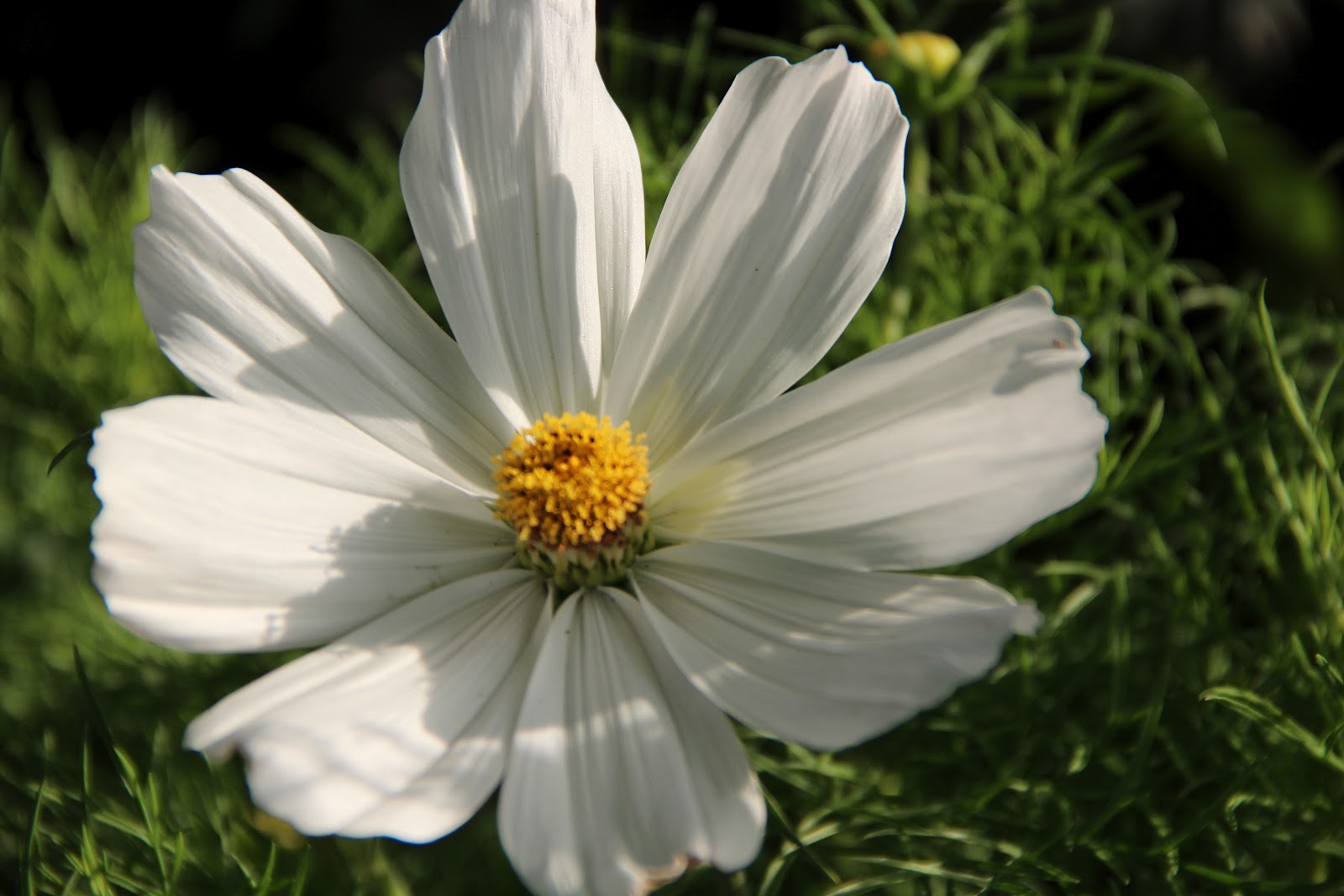 kosmėja paprastoji /Cosmos bipinnatus/