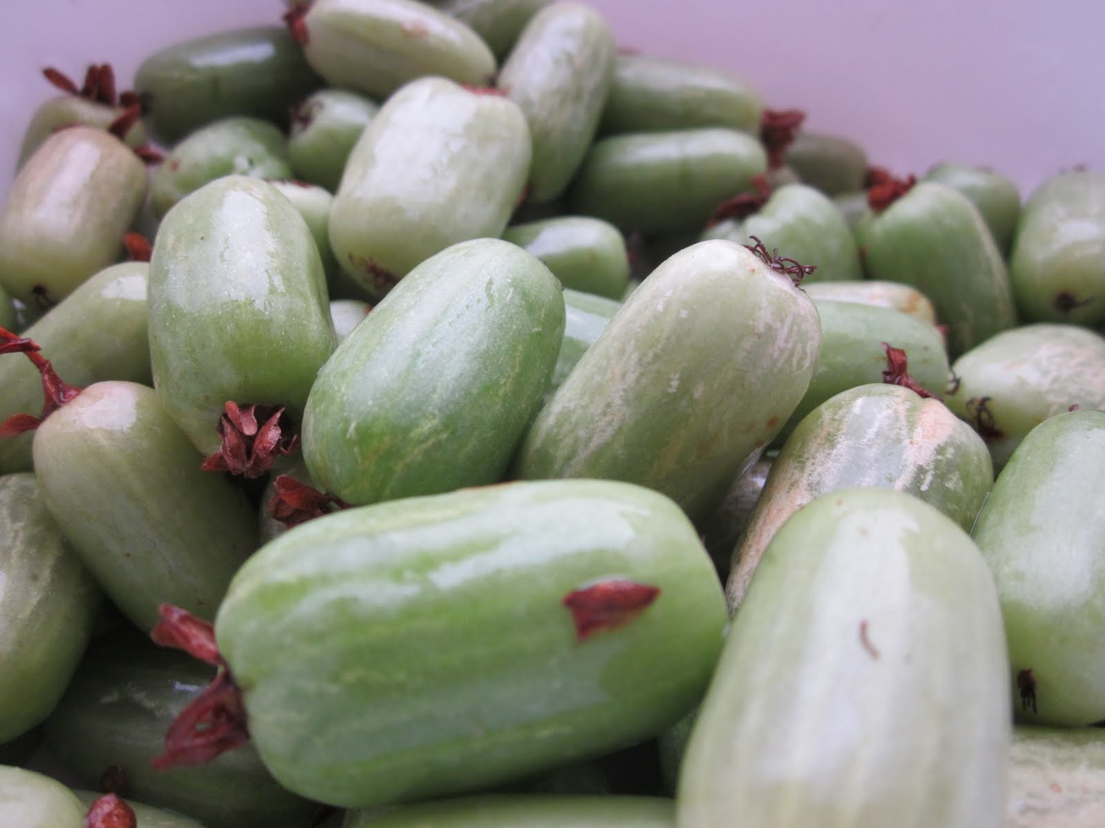 südajas aktiniidia. laisa aedniku viljanipp