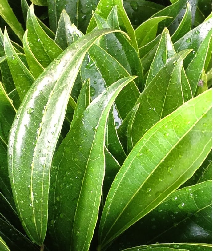 COCCULUS | SANTA SUSANA