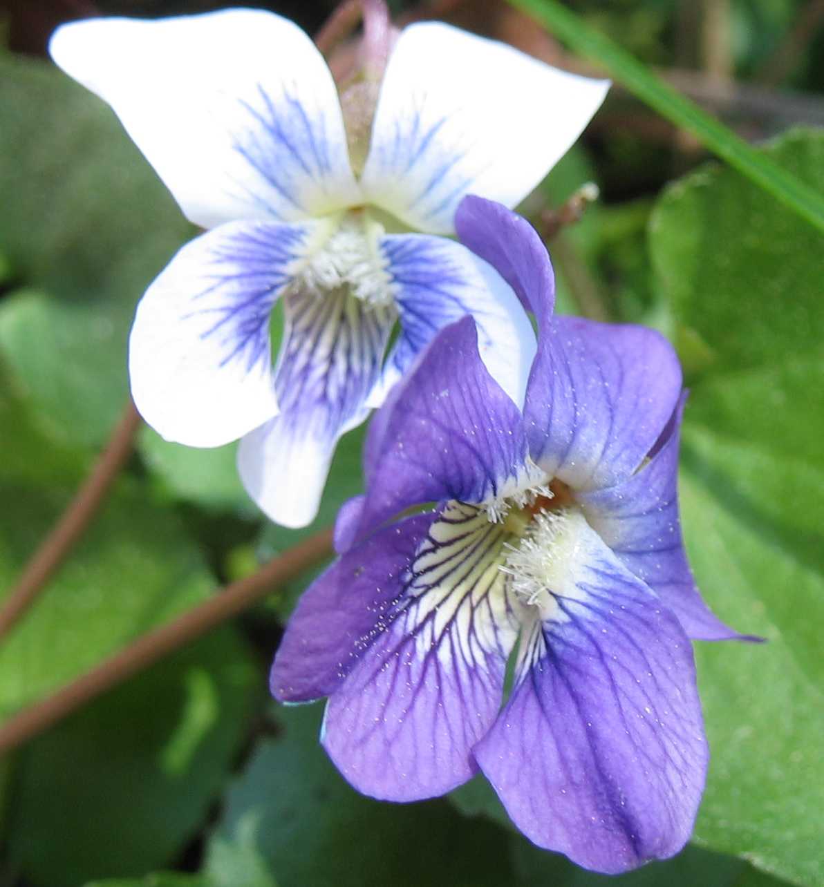 Using Georgia Native Plants: April 2011
