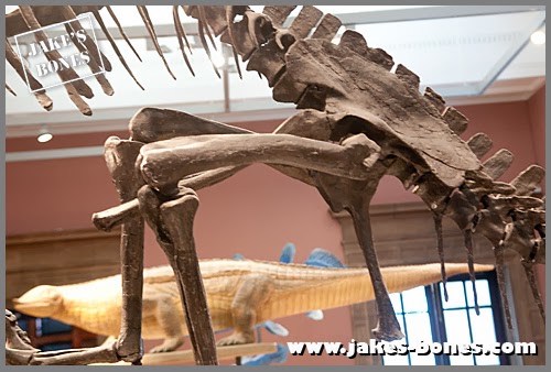 The amazing Ceratosaurus nasicornis : Jake's Bones