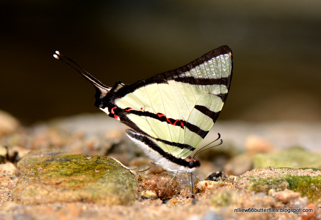 The Forested Path (and Beyond): BUTTERFLIES of RAUB: The Fourbar ...