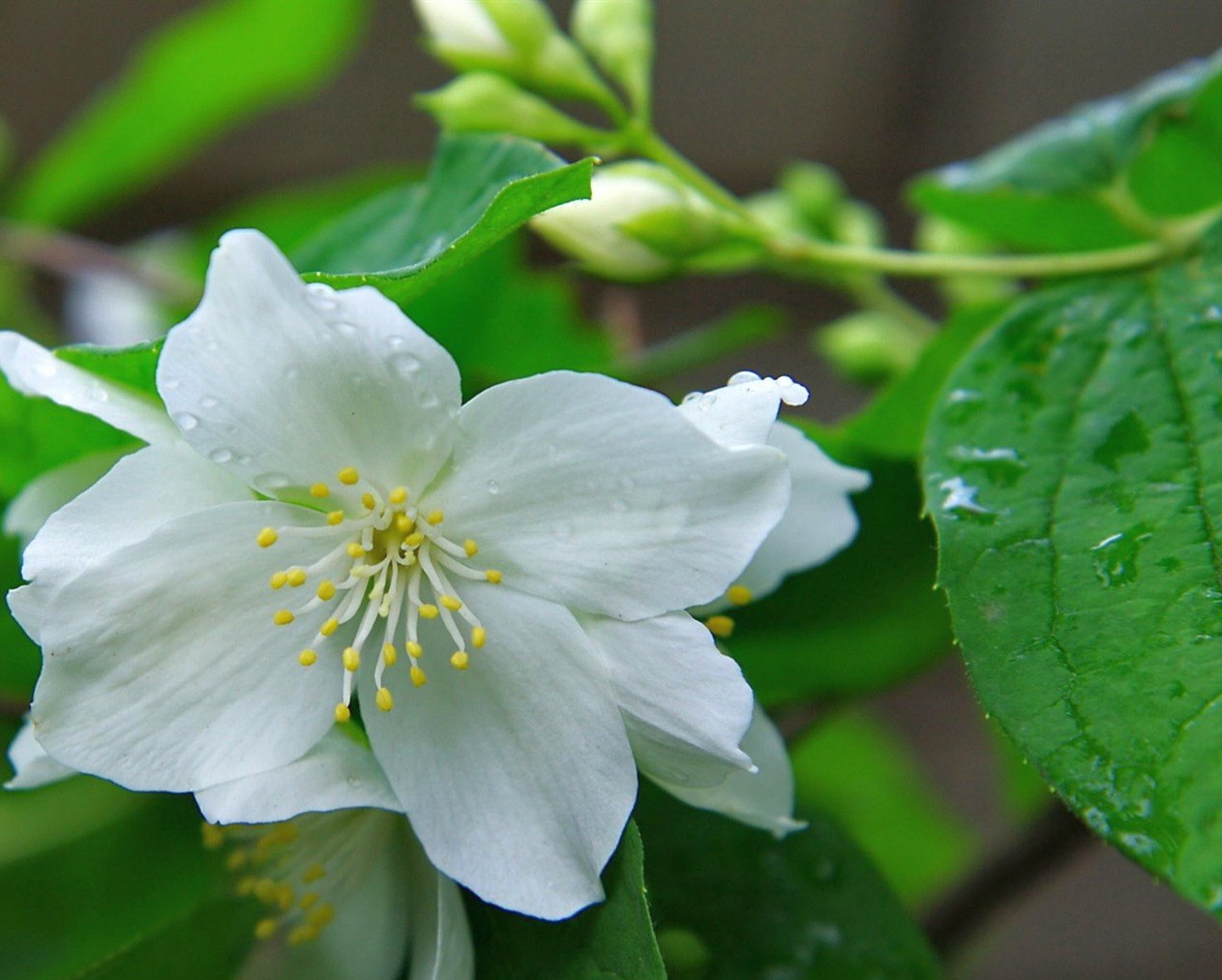 Gambar Bunga Melati Indah dan Wangi | Studio Gambar Lucu