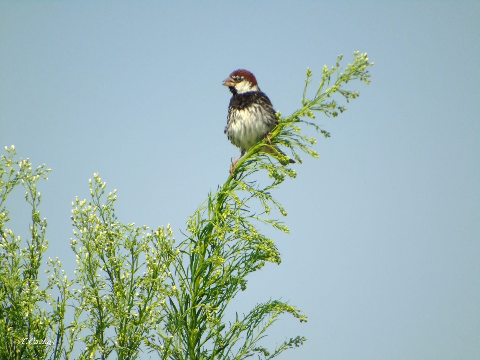 PASARI DIN ROMANIA: VRABIE NEGRICIOASA, Passer hispaniolensis